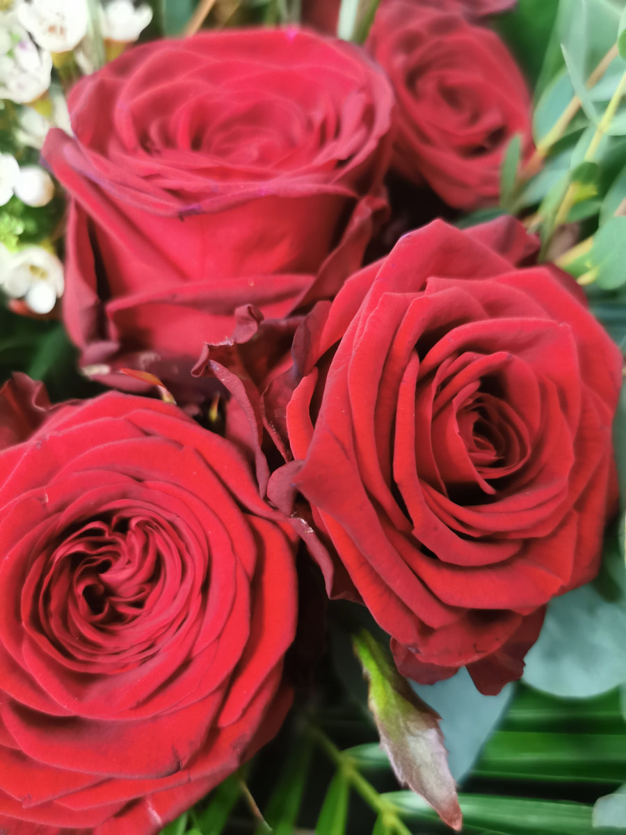 50 Red Rose HT – Floral Sistas